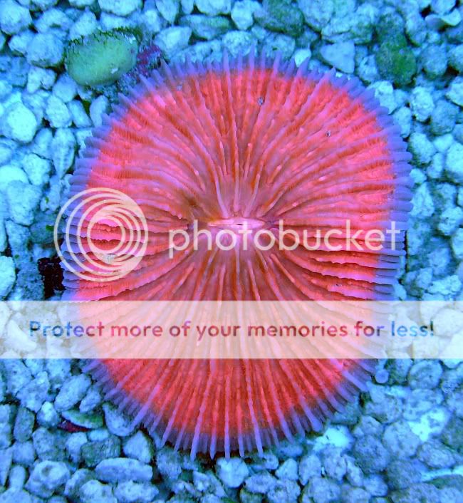 Official Fungia Show Off Thread... | Page 5 | Reef2Reef